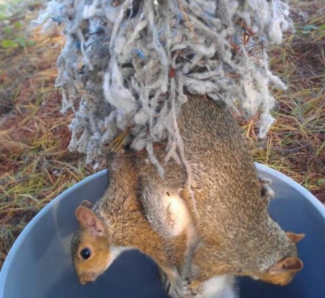 Man Finds Real Life ‘Rat King’ In His Yard When These Squirrels Get ...