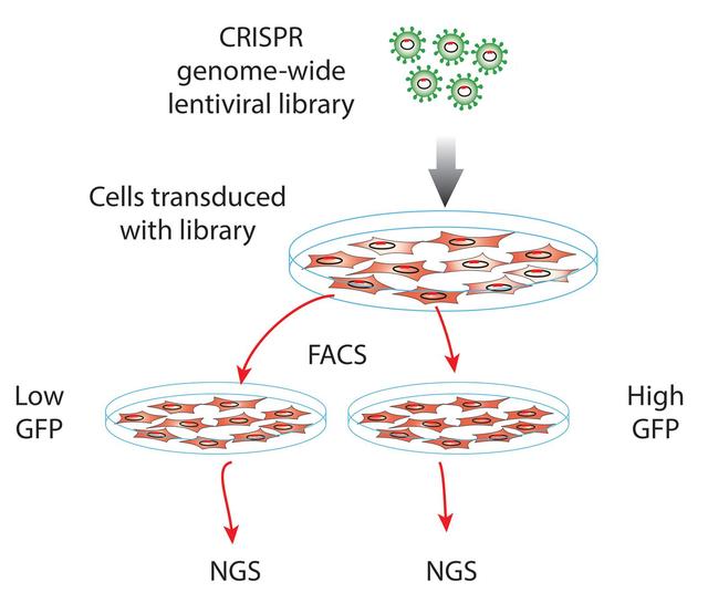 Genome Editing Of Human Primary T Cells Using Crisprcas9
