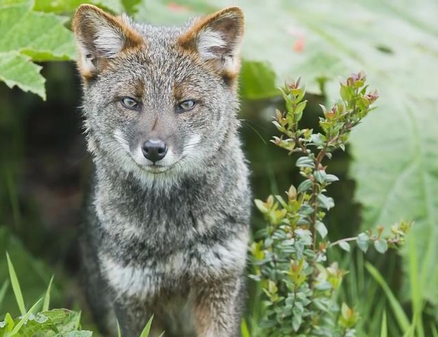 35 Rarest Animals In The World The Zoo Zoom