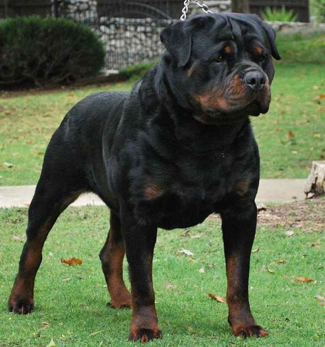 roman rottweiler_国际_蛋蛋赞