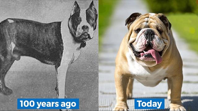 Popular Dog Breeds Before And After 100 Years Of Breeding_国际_蛋蛋赞